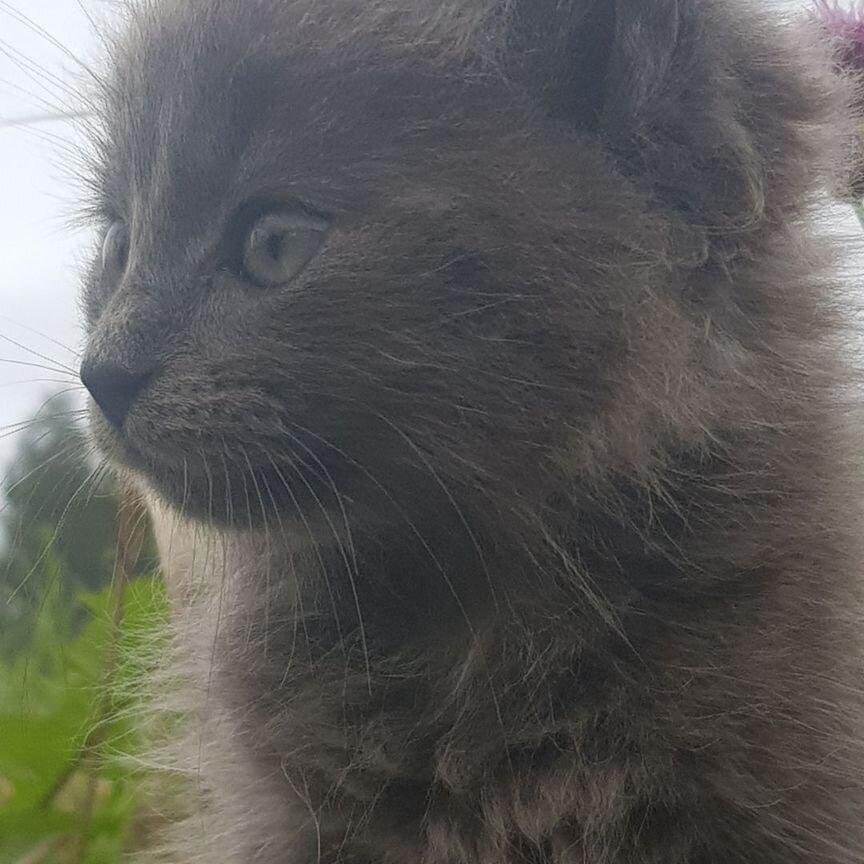 Атос,Портос,Арамис и Констанция Васильевна