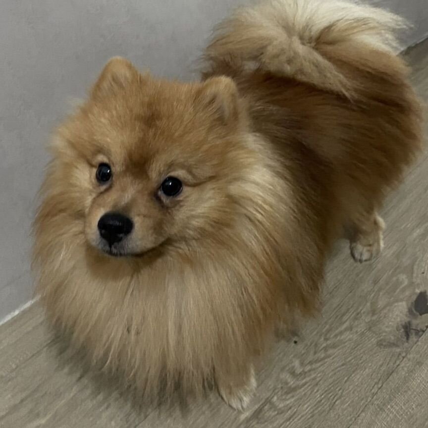 Померанский шпиц, взрослый пёс