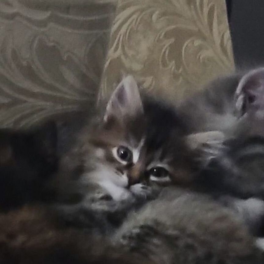 Отдам двух девочек