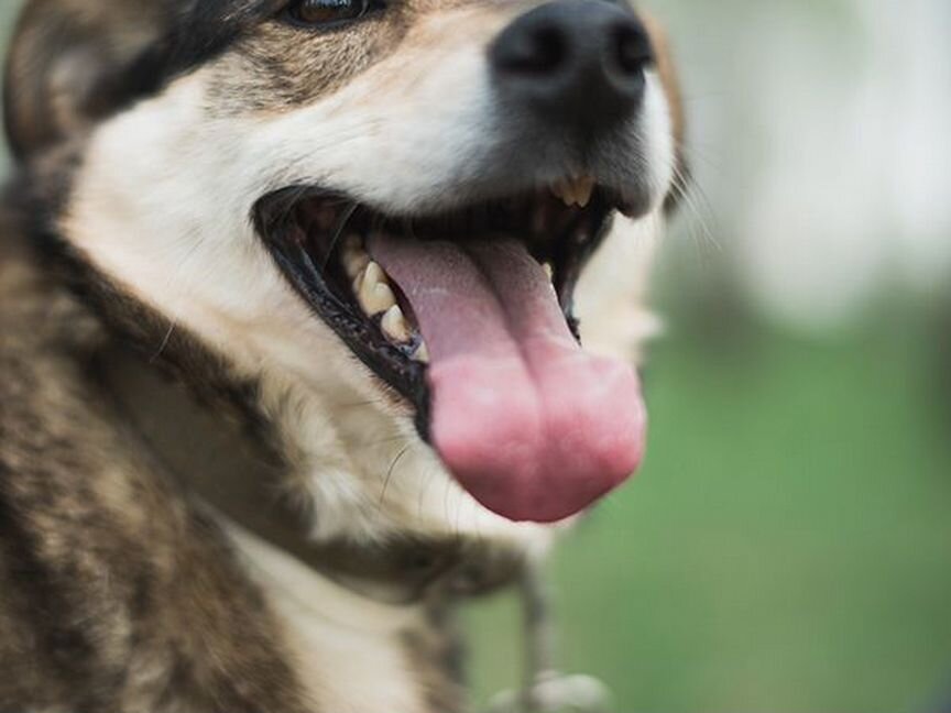 Миниатюрная собака Лада в добрые руки