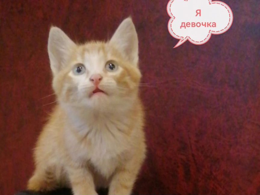 Кошки в добрые руки