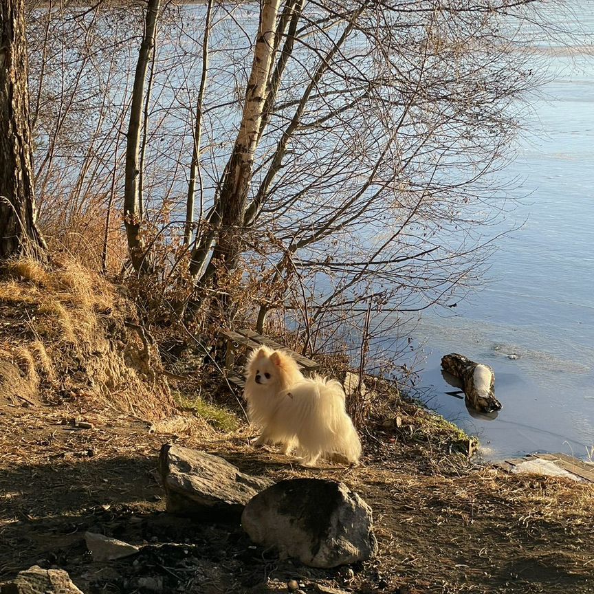 Померанский шпиц мальчик