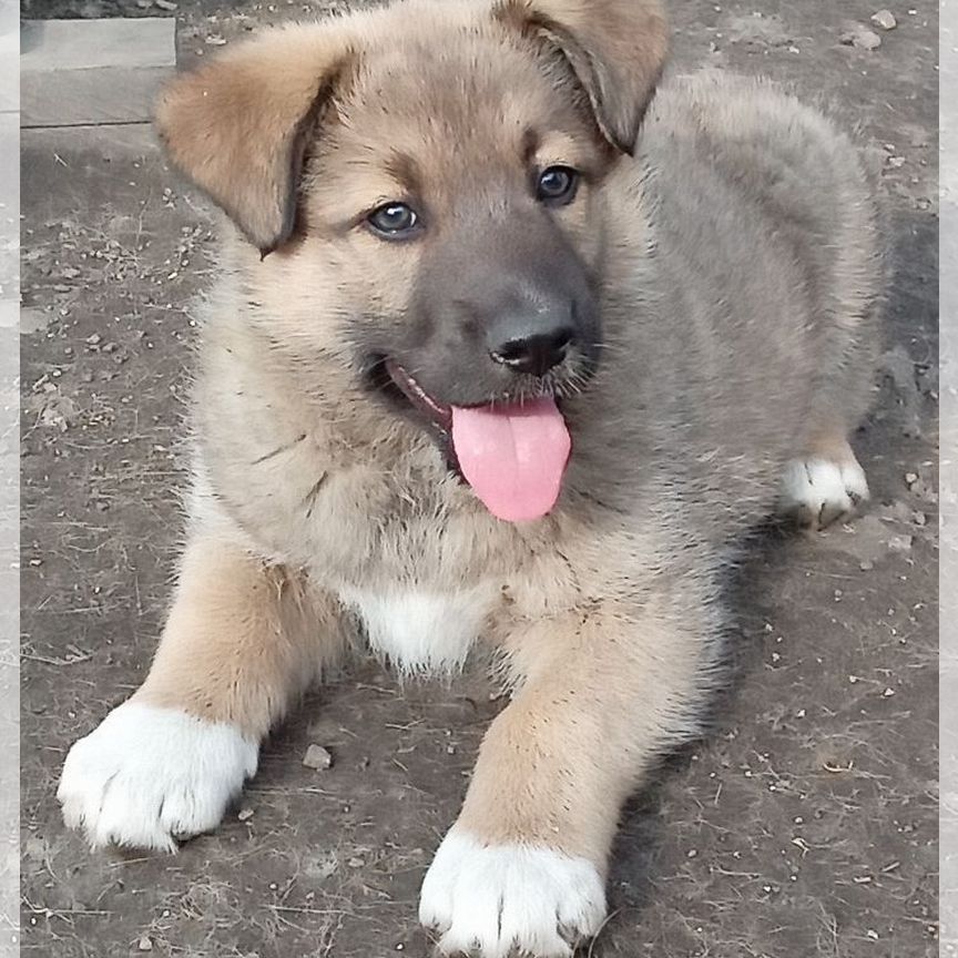 Отдам щенка