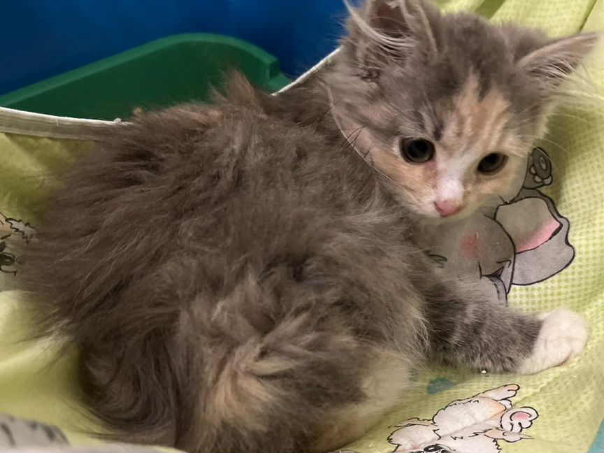 Трехцветный котенок