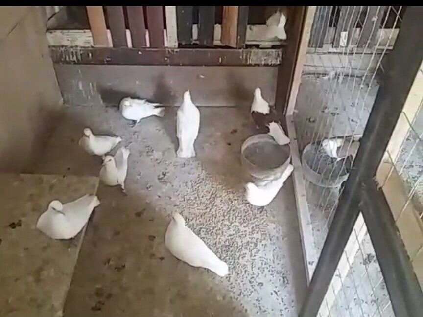 Белые голуби на свадьбу