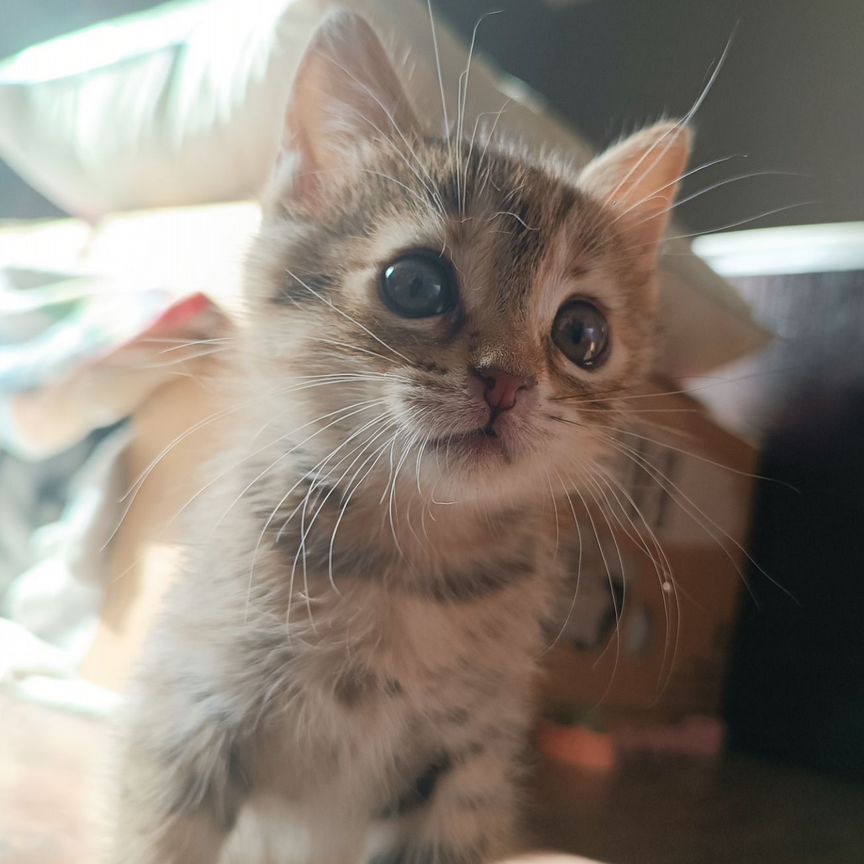 Котëнок в добрые руки