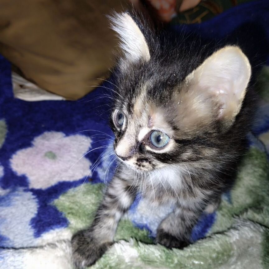 Котята