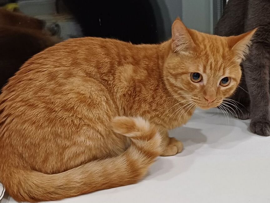 Кошка в дар бесплатно