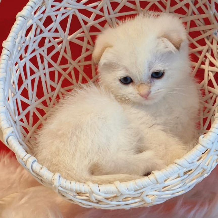 Шотландский мальчик Скоттиш Фолд