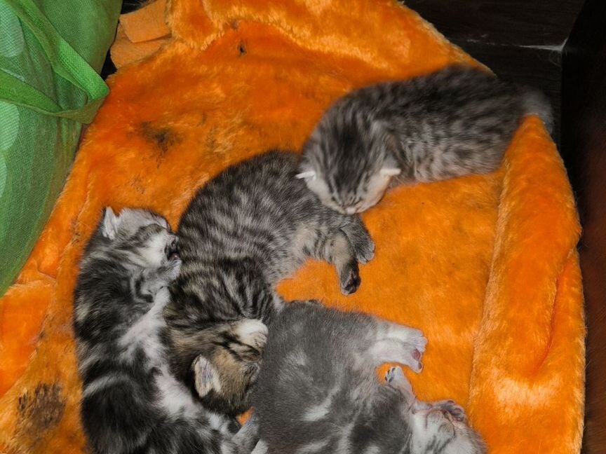 Шотландские котята