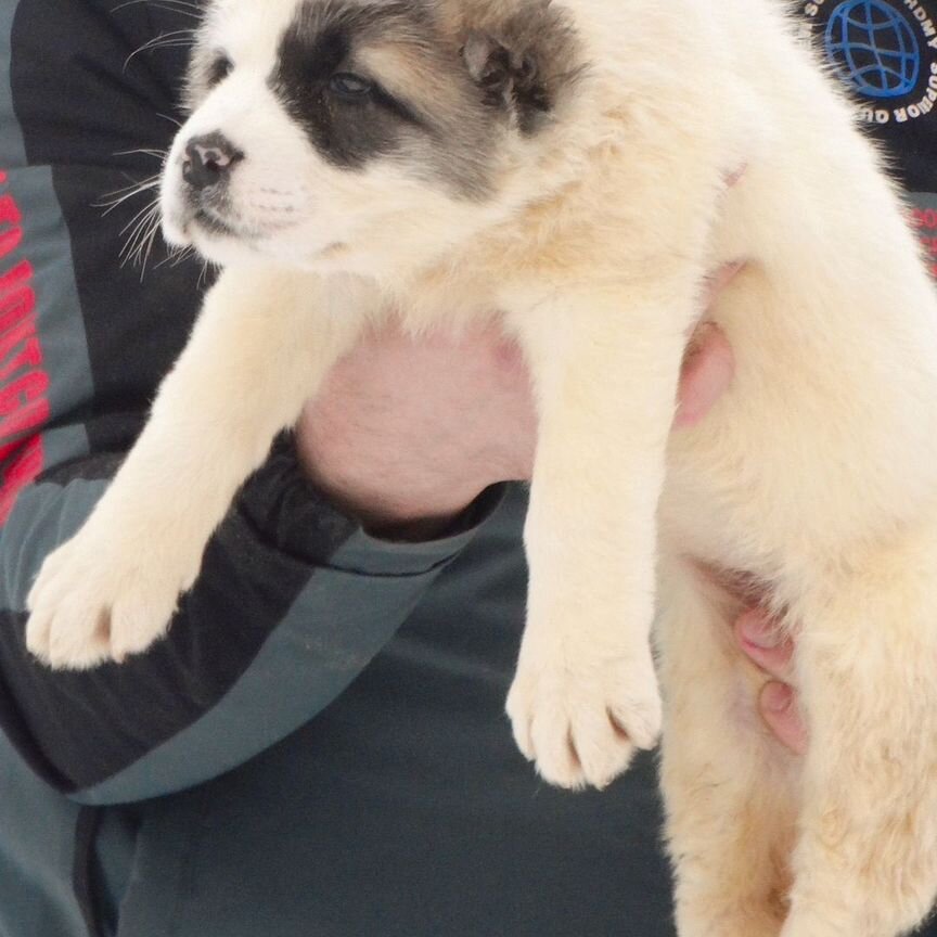 Сука сао, алабай