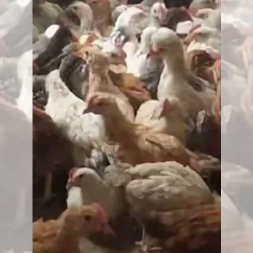 Куры молодки несушки