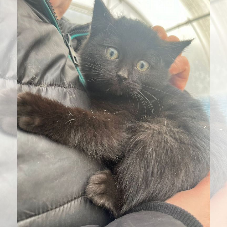 Котёнок в добрые руки