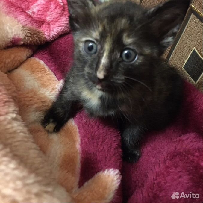 Котенок от кошки ориентальной породы