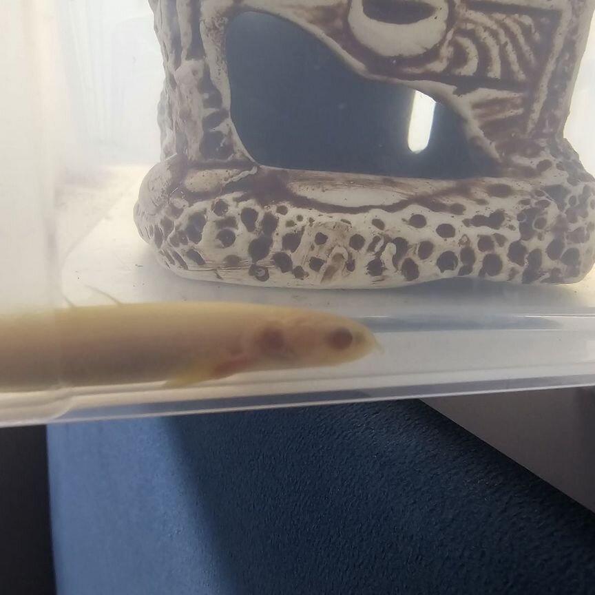 Полиптерус альбинос