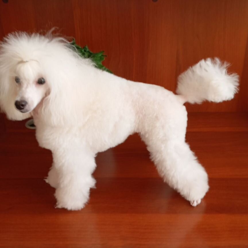 Той-пудель, щенок