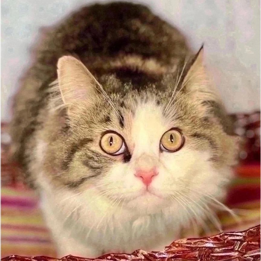 Сибирский, взрослый кот