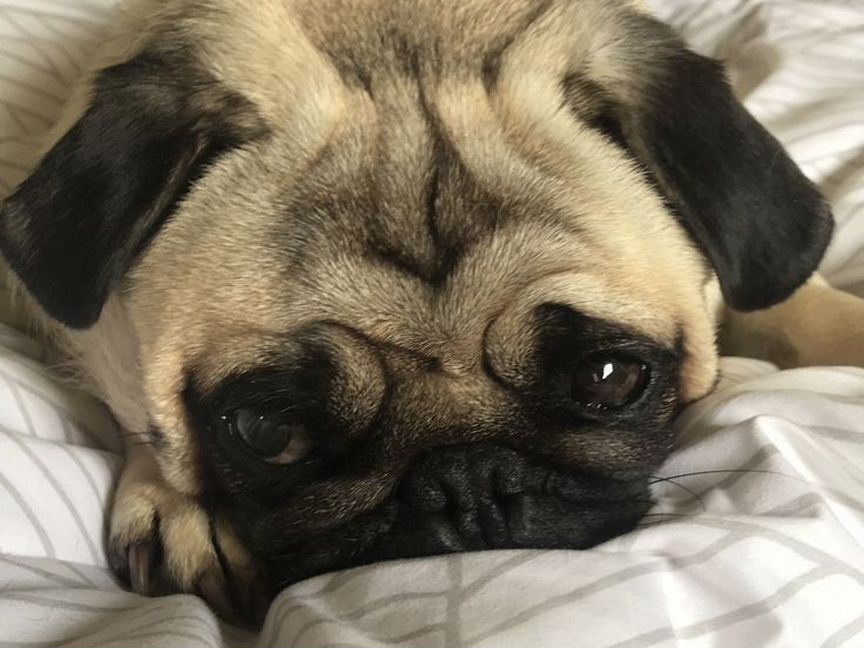 Мопс в добрые руки