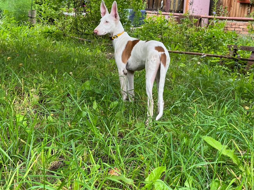 Поденко ибиценко