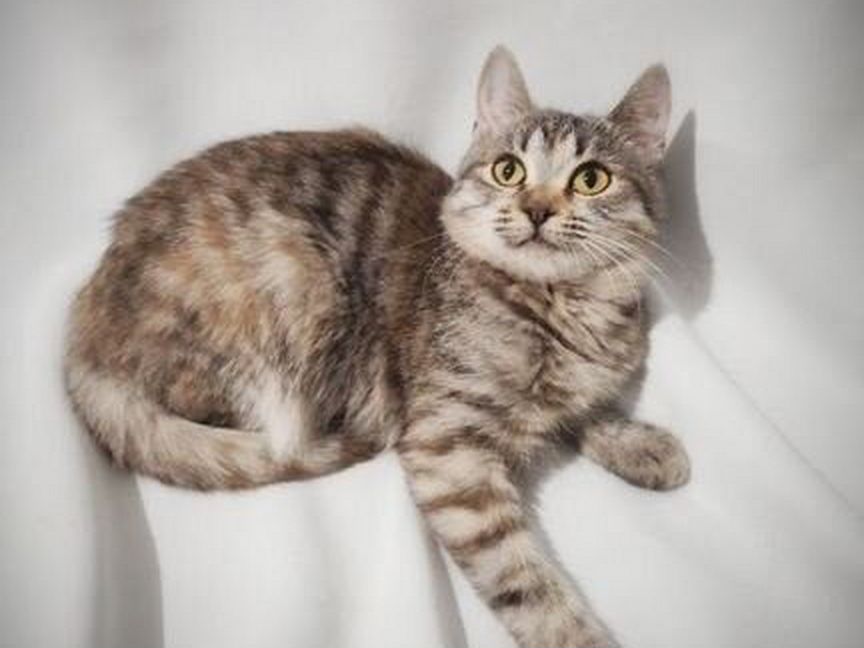 Кошка-подросток в добрые руки