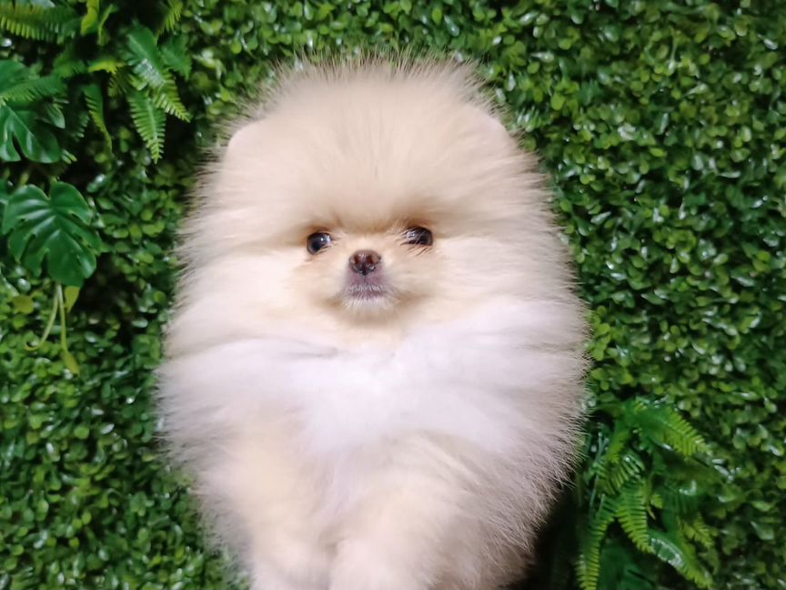 Роскошный малыш