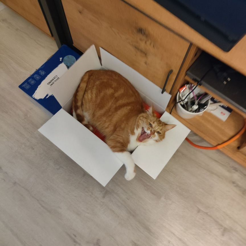 Манчкин котёнок