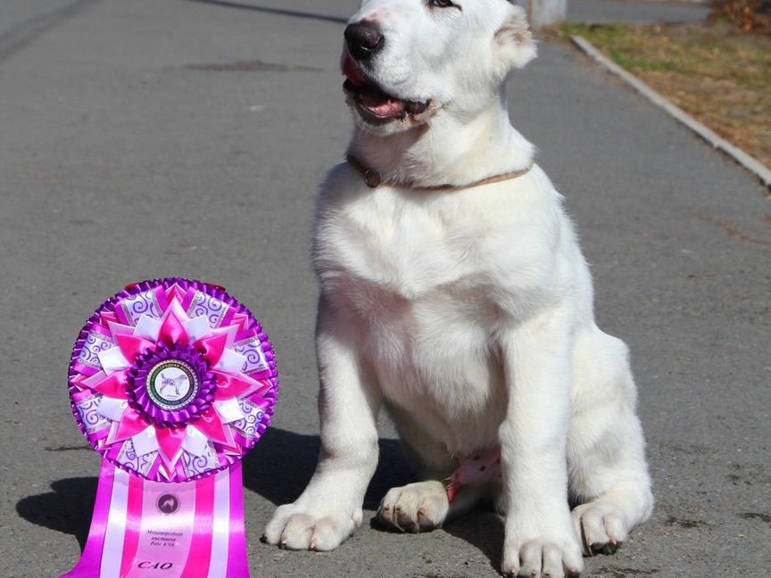 Среднеазиатская овчарка