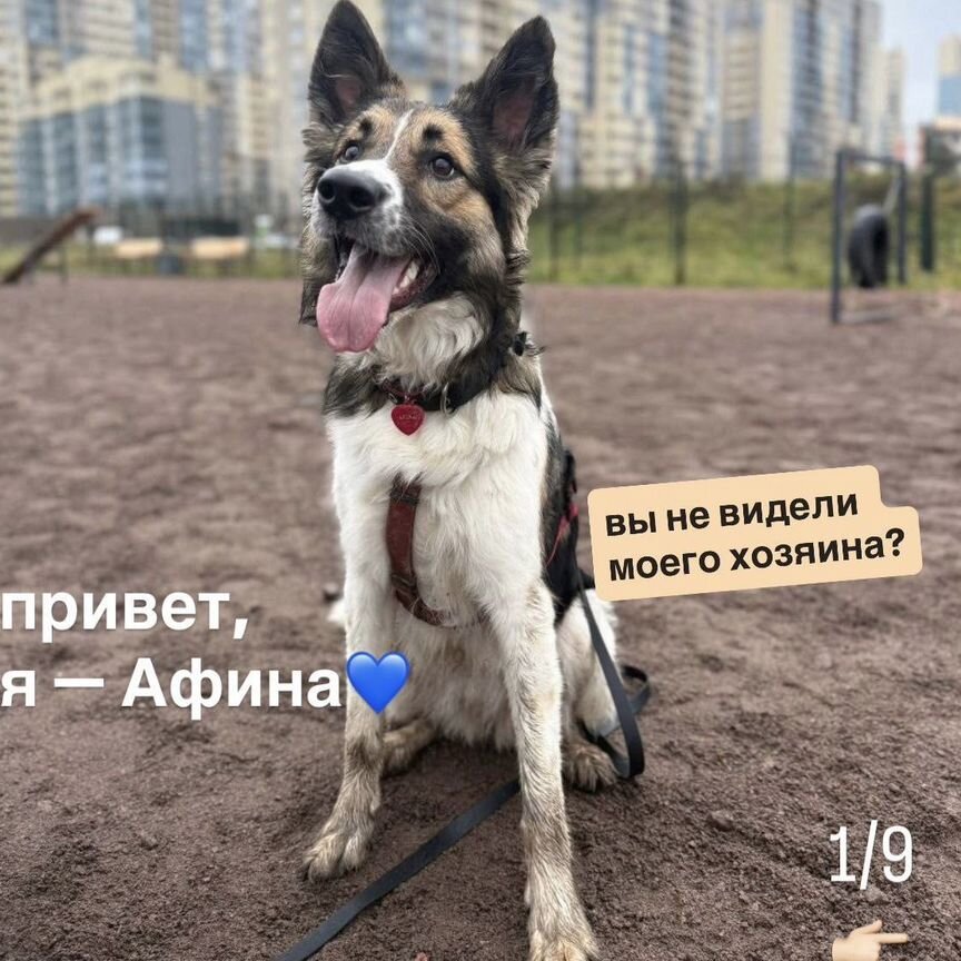 Взрослая собака в добрые руки