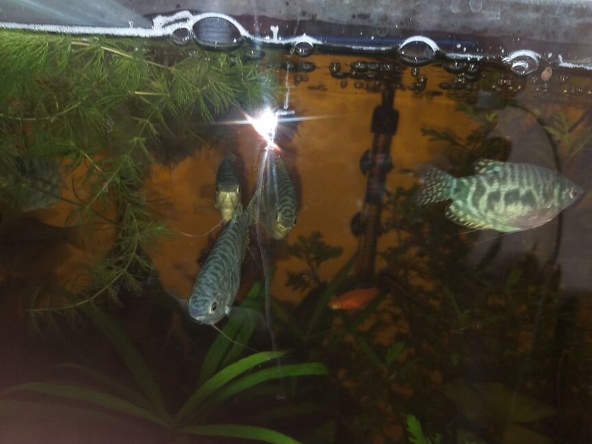 Самец мраморного гурами