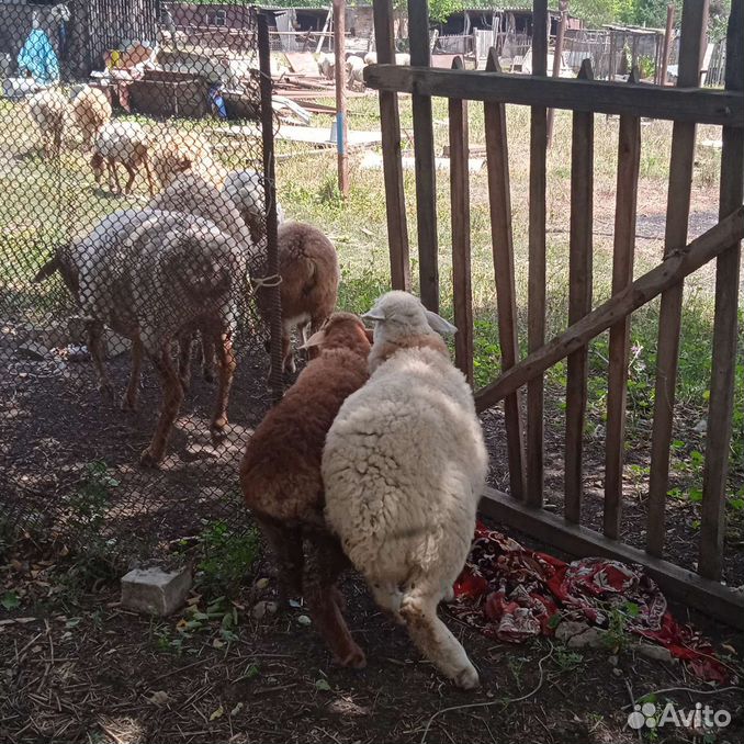 Ягнята на мясо 6 месяцев и баран на племя