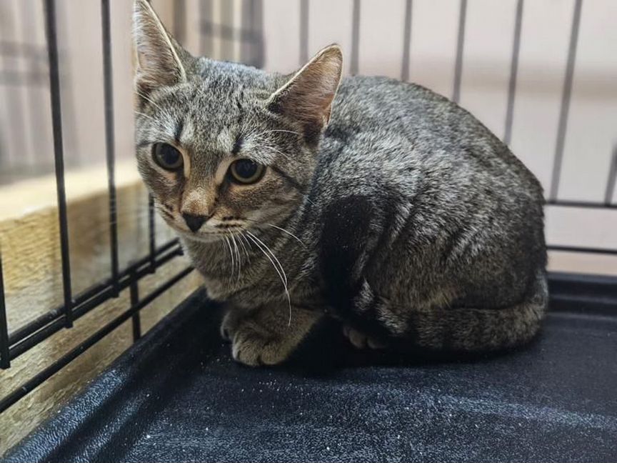 Котята в добрые руки москва маленькие