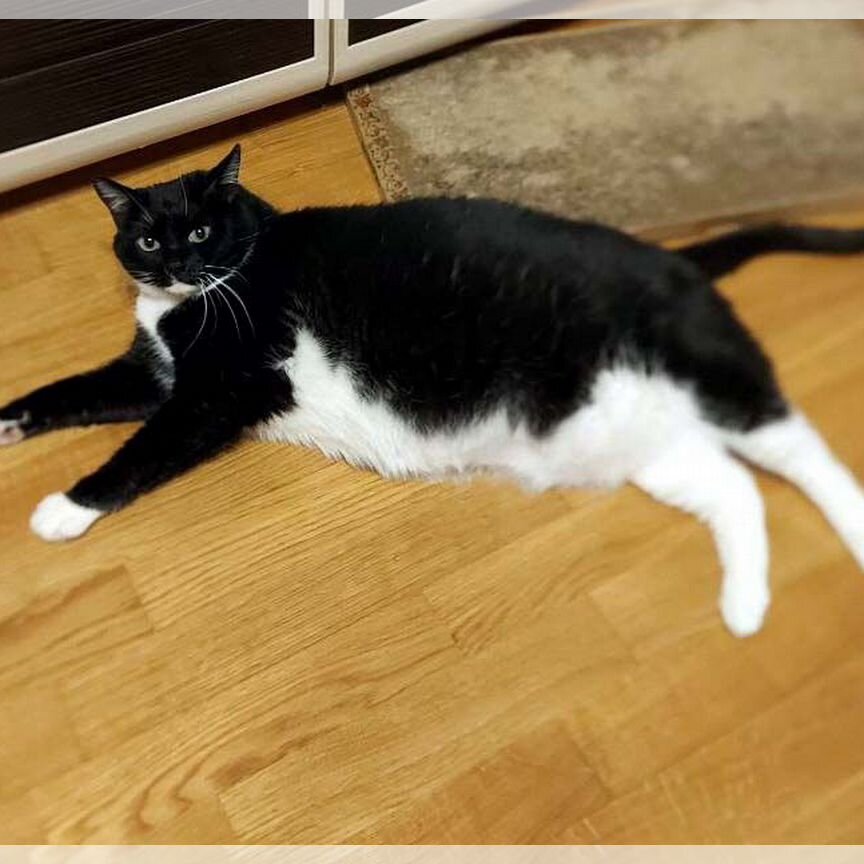 Кошка в дар