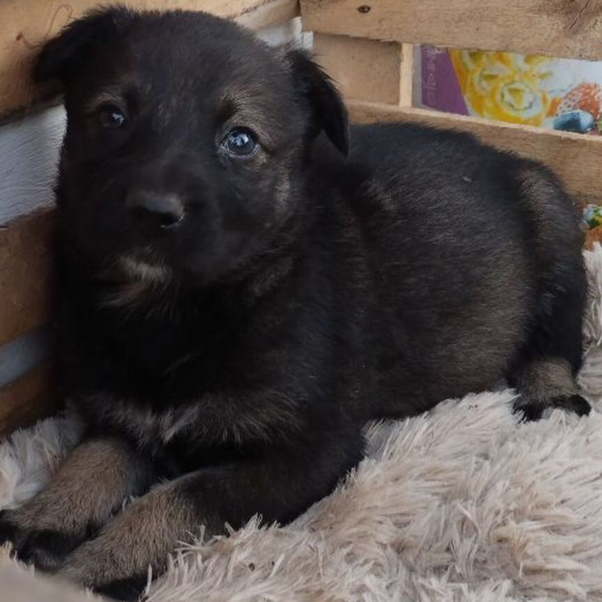 Щенок в добрые руки