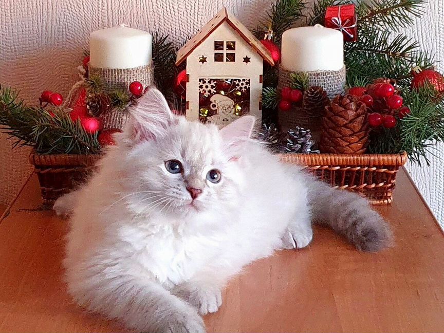 Сибирские котята из питомника