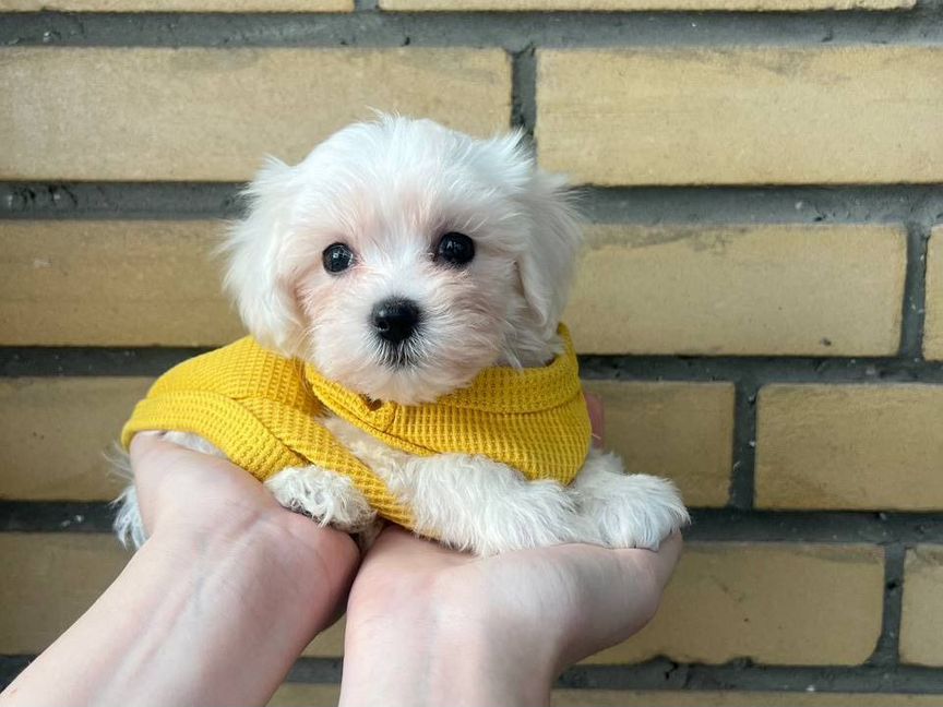 Мальтипу f1 mini мальчик