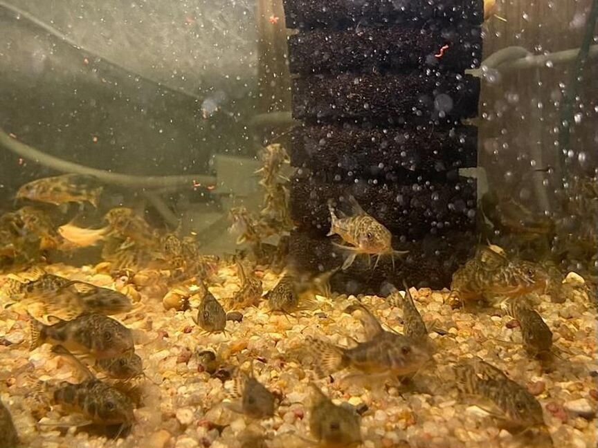 Сомики. Сапфировые попугаи.Наннакара электрик блю