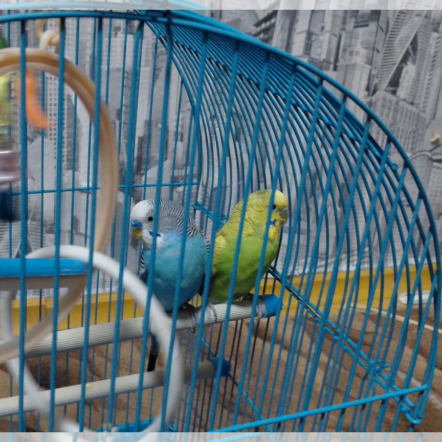 Волнистый попугай с клеткой