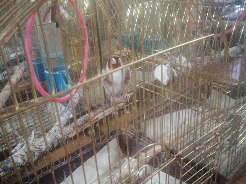 Шегол с клетки