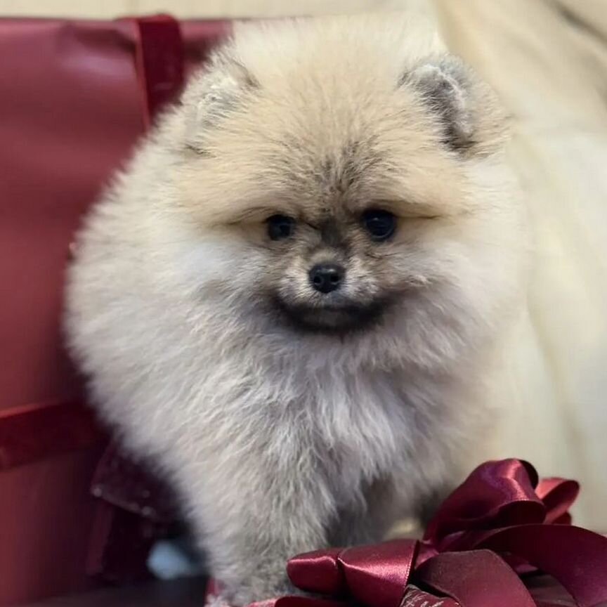 Померанский шпиц, щенок