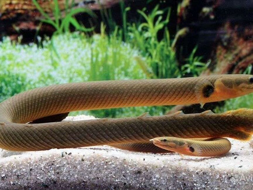 Синегальский полиптермус, каламоихт