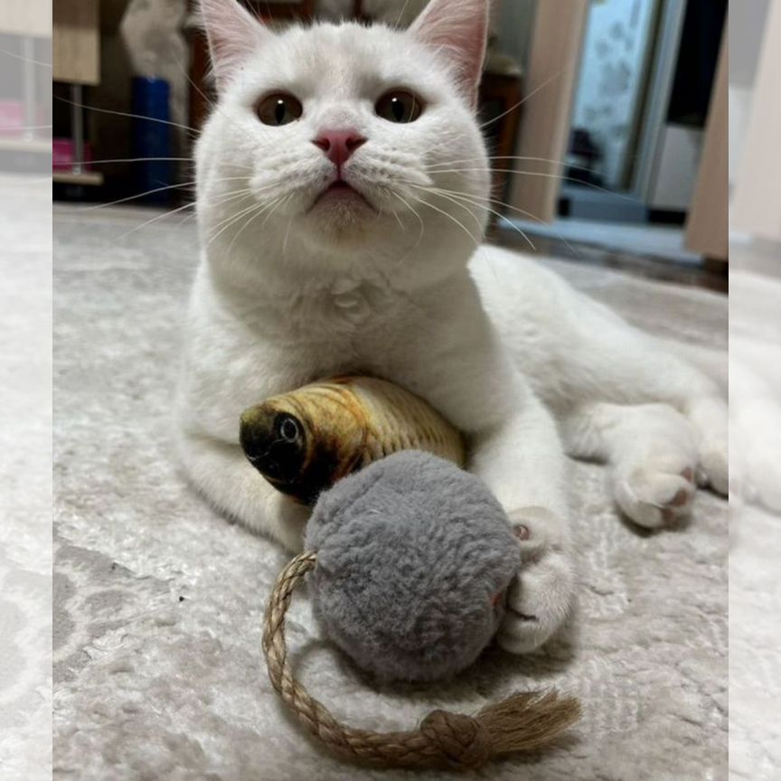 Котик