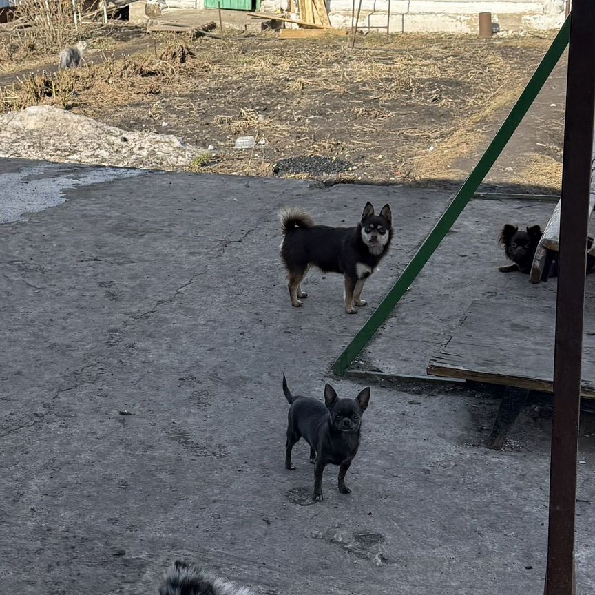 Чихуахуа Дир