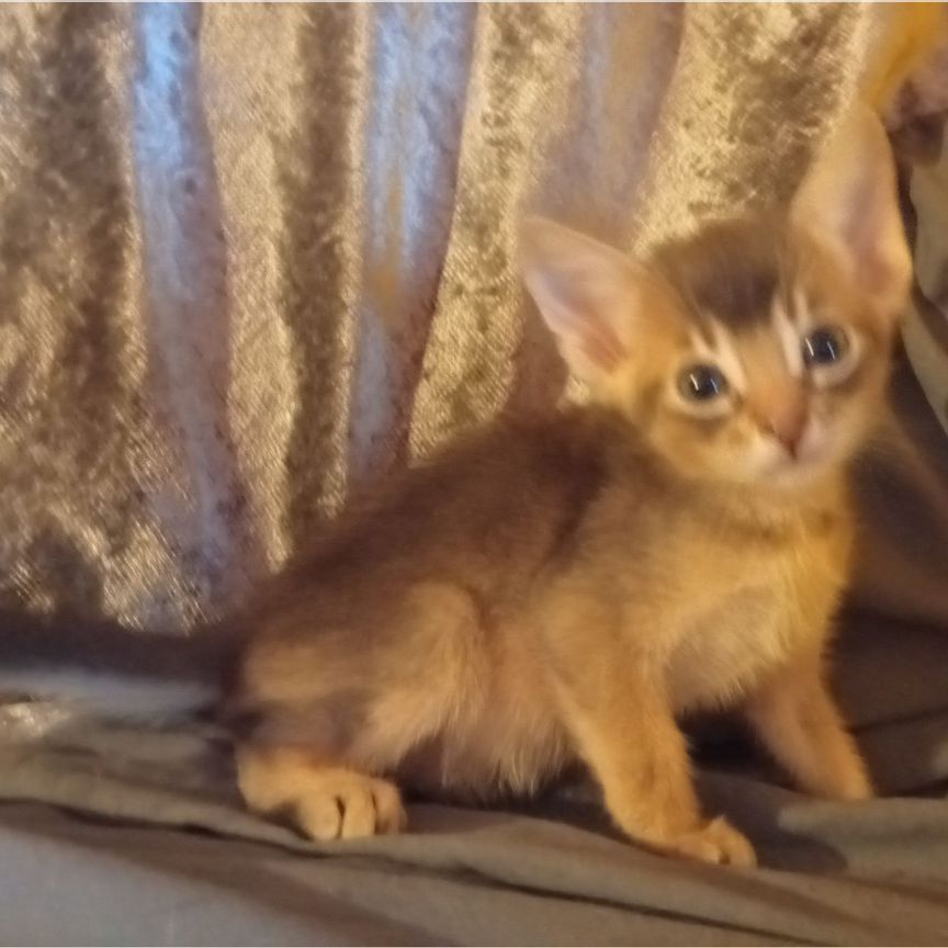 Абиссинский котёнок