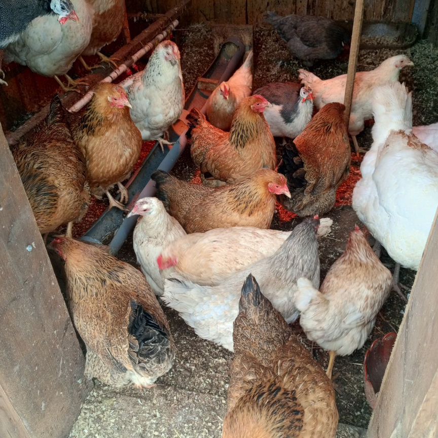 Кучинская юбилейная куры