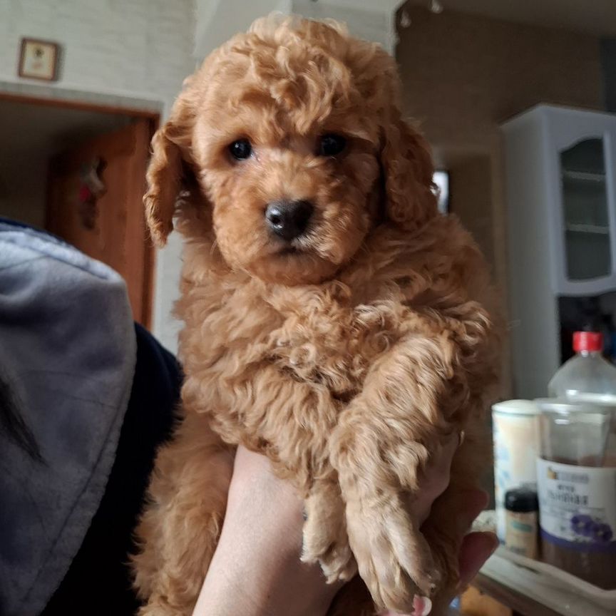 Той-пудель, щенок