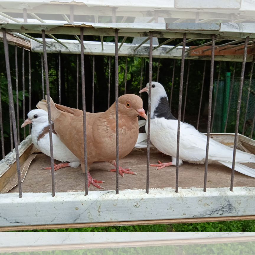 Голуби