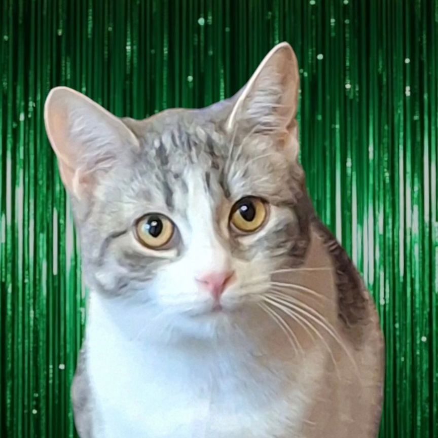 Котенку некуда идти