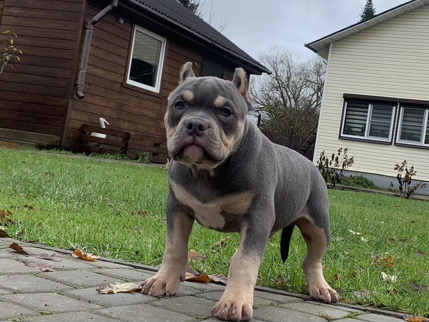 Американский булли покет щенки