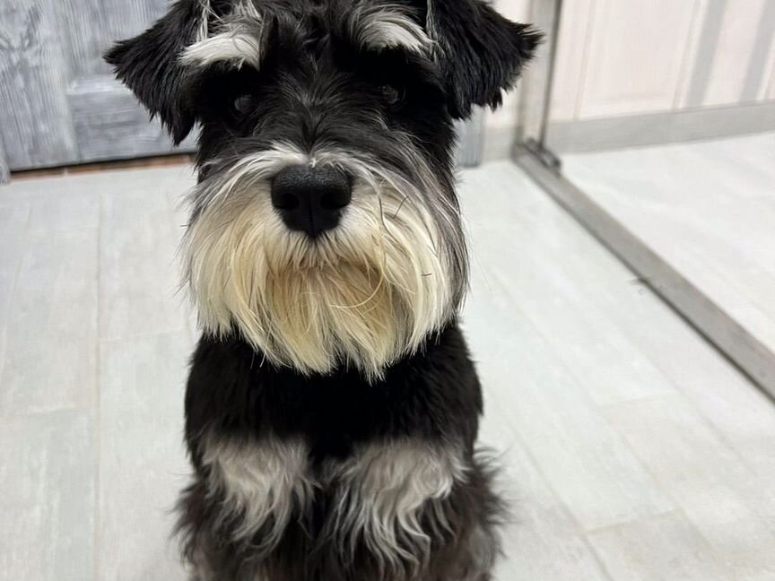 Цвергшнауцер