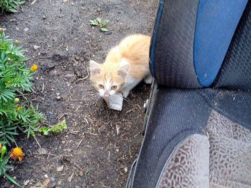 Котята в добрые руки